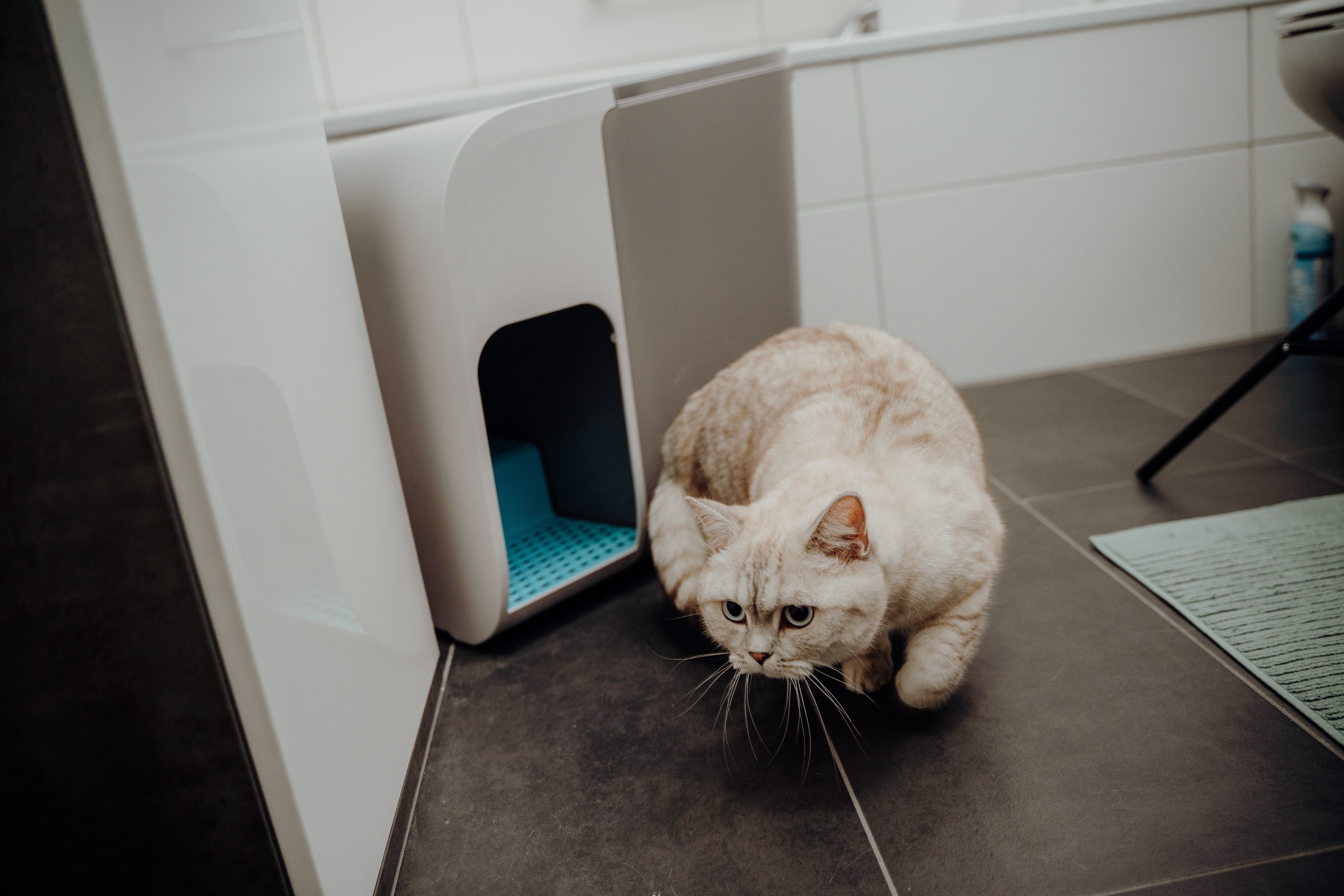 Katzenklo In Kleiner Wohnung